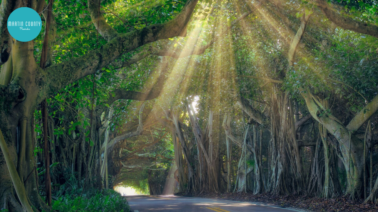 Protect Our ParadiseBridge Road - Zoom Virtual Background | Protect Our ...